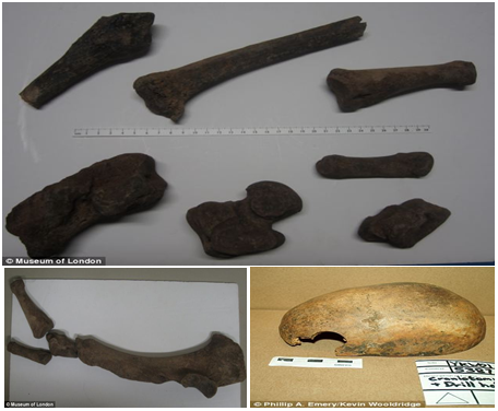 walrus bones – All Things AAFS!