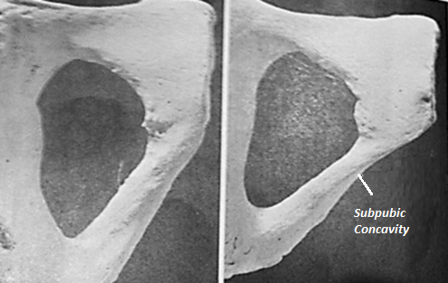 ventral arc – All Things AAFS!