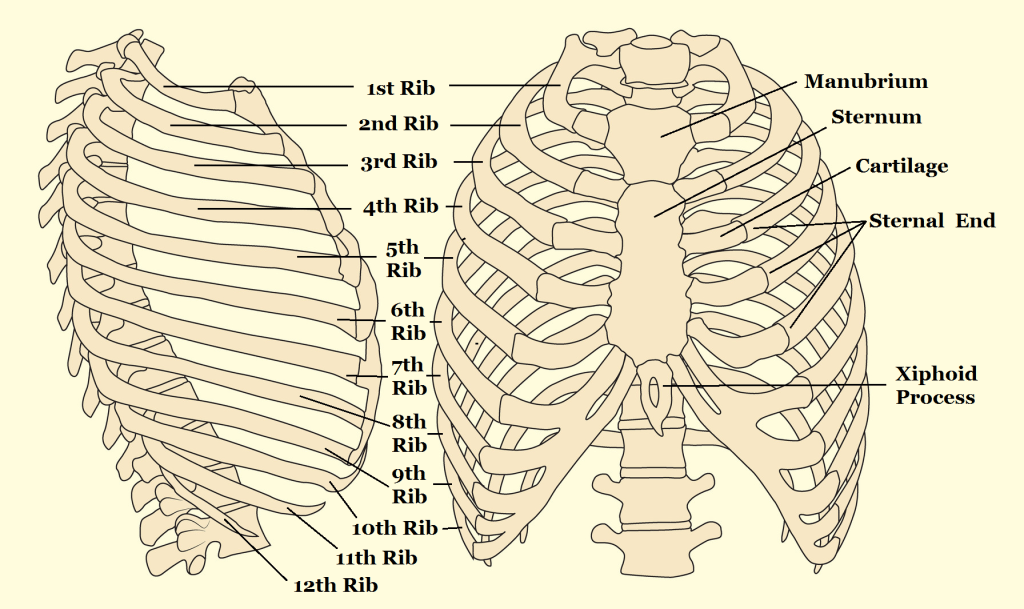 Quick Tips: How To Estimate The Chronological Age Of A Human Skeleton ...